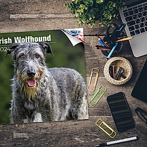 2023 2024 Irish Wolfhound Calendar - Dog Breed Monthly Wall Calendar - 12 x 24 Open - Thick No-Bleed Paper - Giftable - Academic Teacher's Planner Calendar Organizing & Planning - Made in USA