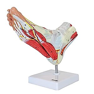 Axis Scientific Anatomy Model of Foot with Muscles, Ligaments, Nerves and Arteries, 9 Removable and Numbered Parts Show Internal Foot Detail and Structure, Study Guide