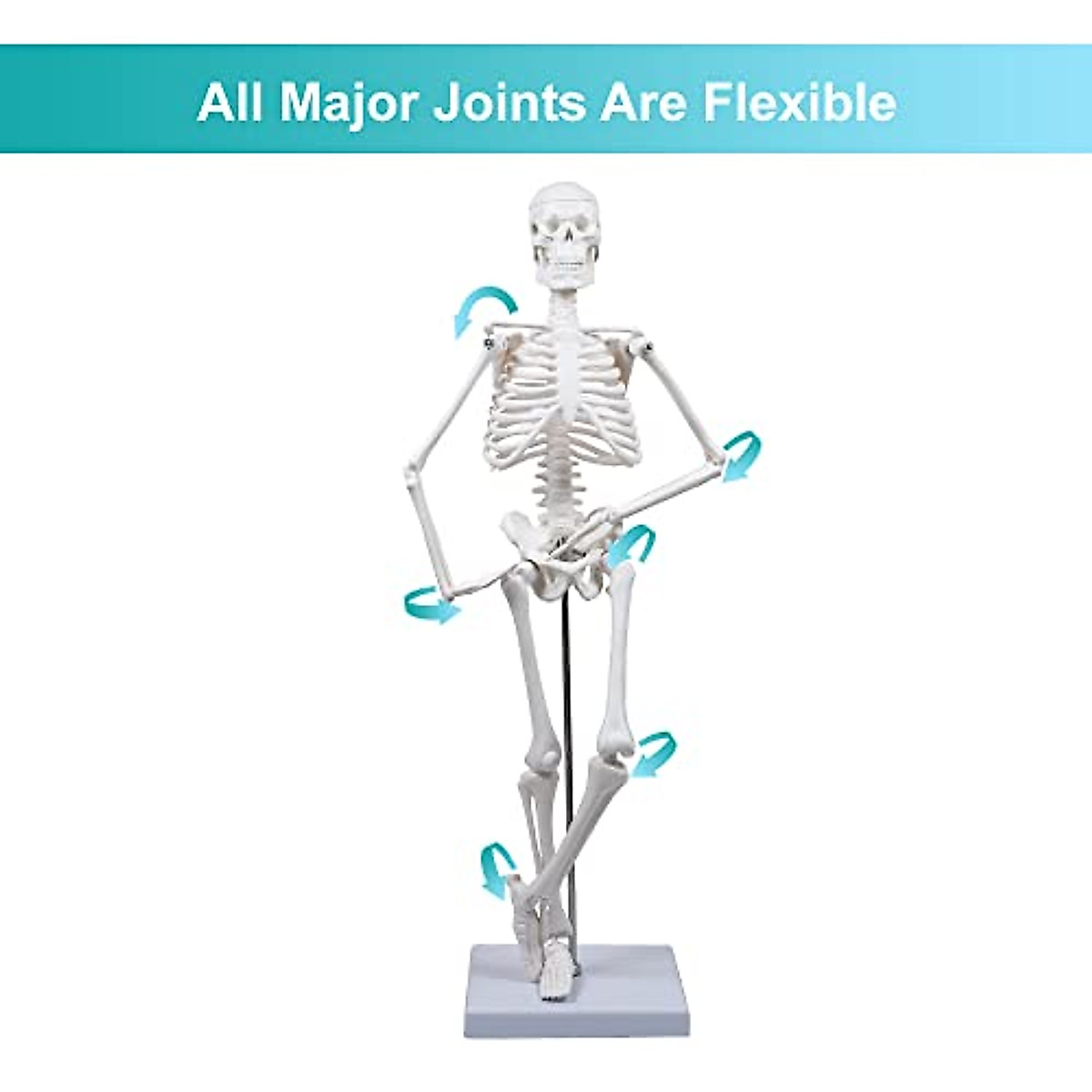 Aliwovo Skeleton Model Anatomy Mini Human Anatomical Skeleton Medical Education Study 17.7&quot;Model with Colorful Manual and Exquisite Packaging