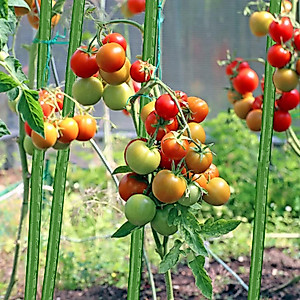 BOTINDO Garden Stakes 48 Inches Sturdy Green Plant Sticks 25 Pack, Metal Tomato Stakes Support, Yard Plant Support Cage for Potted Plants, Tomatoes, Trees, Cucumber, Fences, Beans (48 inch)