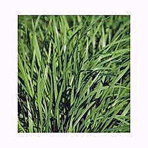 Chive Seeds, Herb, Heirloom, Non GMO, 25+ Seeds, Great Fresh or Dried Herb