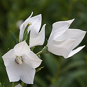 Outsidepride Balloon Flower White Platycodon Grandiflorus Garden Plant Seed - 1000 Seeds