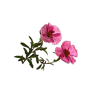 Pure and Organic Biokoma Cistus - Rock Rose (Cistus incanus) Dried Leaves Tea 40 Bags 2oz In Resealable Moisture Proof Pouch