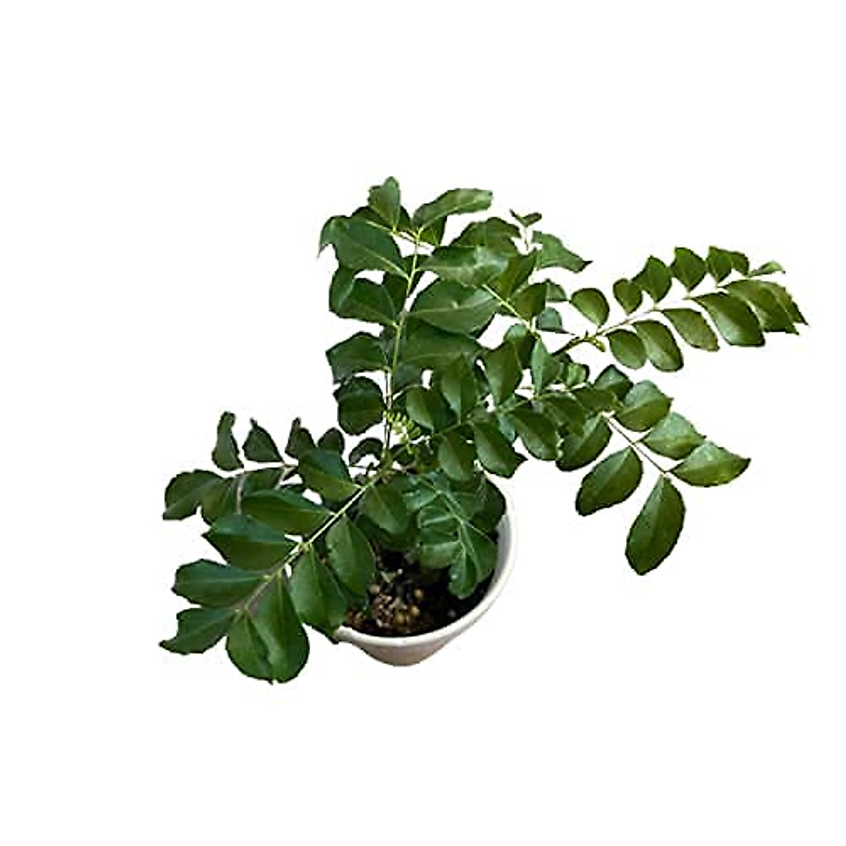 Curry Leaf Plant - Live Plant (Murraya Koenigii), 6 Inches