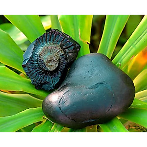 3.5"X3"Shri Laxmi Narayan Shaligram, Rare & Special One Piece, Religious Gifts, Saligram Stone - Gandaki River -I-6054