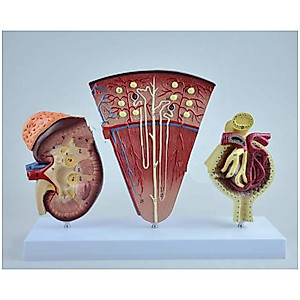 LUCKFY Human Anatomy Kidney Model Nephron Glomerular Urinary System Anatomical Model for School Teaching Display Lab Ornament
