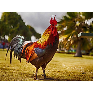 Farm Animal Rooster Barnyard Kitchen Glass Cutting Board Barn Decorative Gift Farmhouse Ranch Design