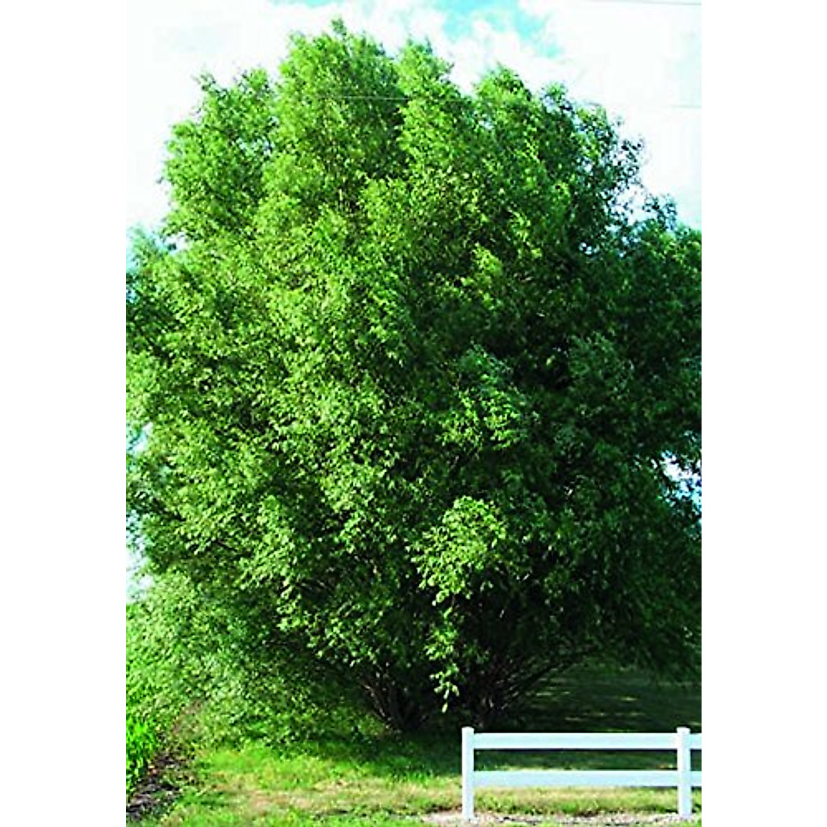 50 Hybrid Willow Trees -Fastest Growing Trees in The World - Austree Grow 10 Ft/Yr - 50 Live Tree Plants