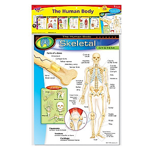 TREND ENTERPRISES, INC. T-38913 The Human Body Learning Charts Combo Pack, Set of 7, Multi
