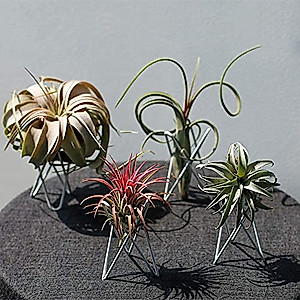 4 Packs Airplant Plants Holder Metal Base Geometric Air Plants Stand Tabletop Air ferns Planter Rack White Tillandsia Display Containers Himmeli Decor .