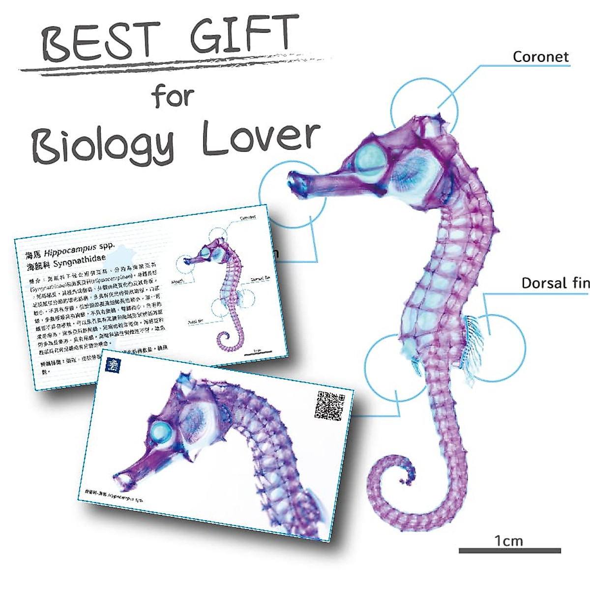 KAIRU ECO-ART STUDIO Diaphonized/Transparent Specimen, Deep Sea Fish of West Pacific, Lanternfish