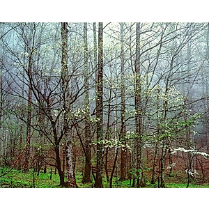 Dogwoods, Forest and Mist, Tennessee