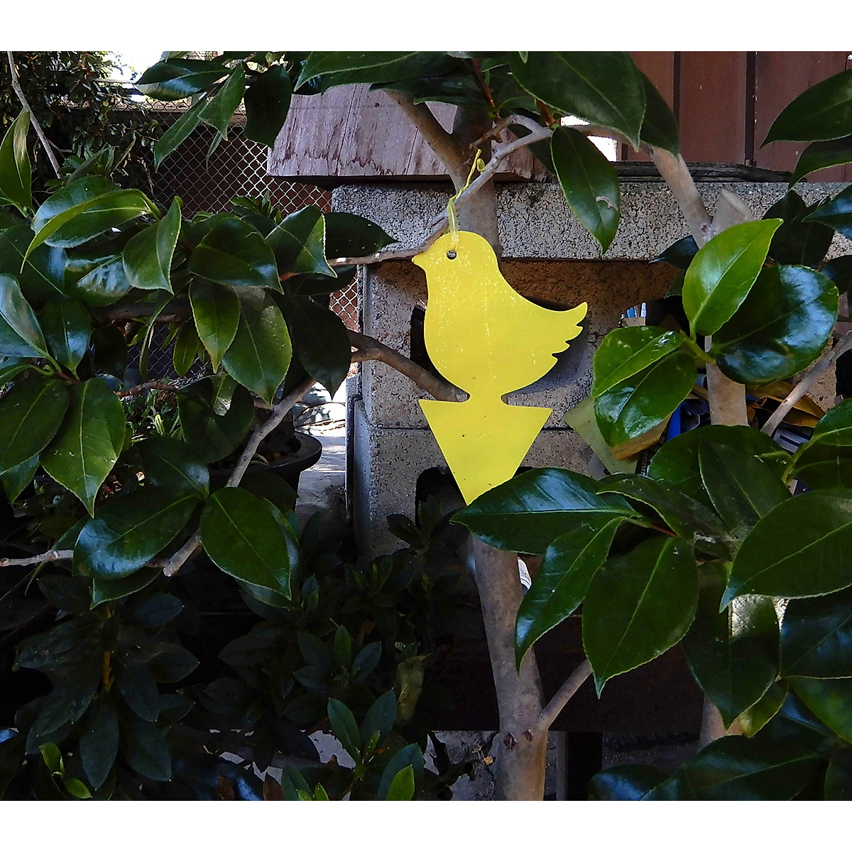 21C 21 CENTURY SOLUTIONS Yellow Sticky Fly Traps (25 Pack) for Gnat Whitefly Fungus Gnat Aphid Small Insects - Houseplant Disposable Glue Trappers - Bug Catcher - Bird Shape