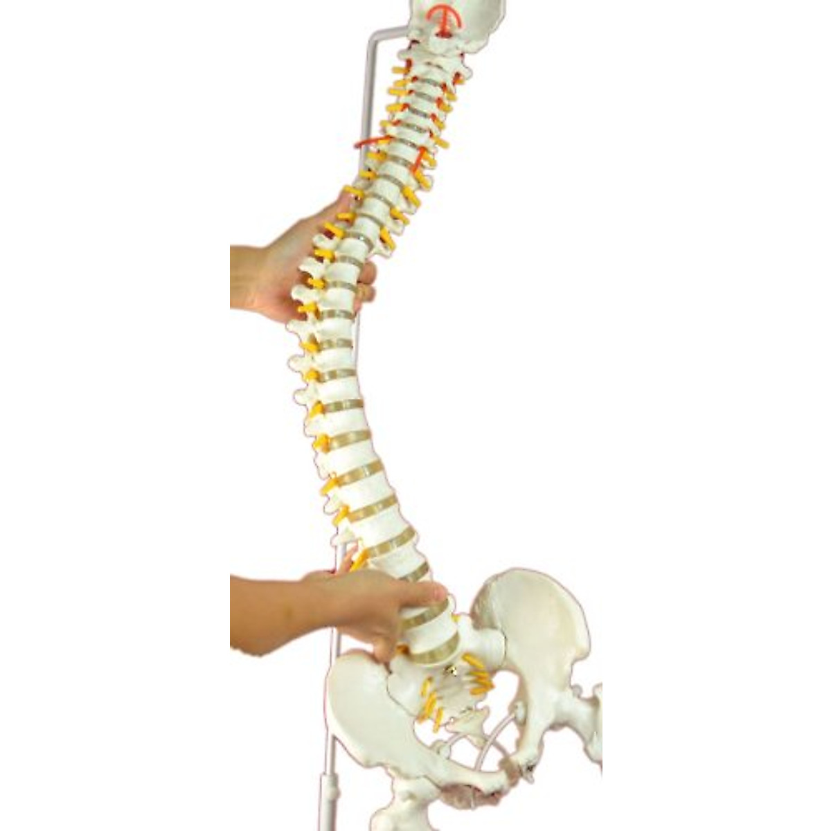 Super Flexible Spine Model with Pelvis and Femur Heads, Life Size, 87cm/34”