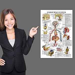 Laminated Endocrine System Anatomical Chart - Endocrine Anatomy Poster (18 x 27)