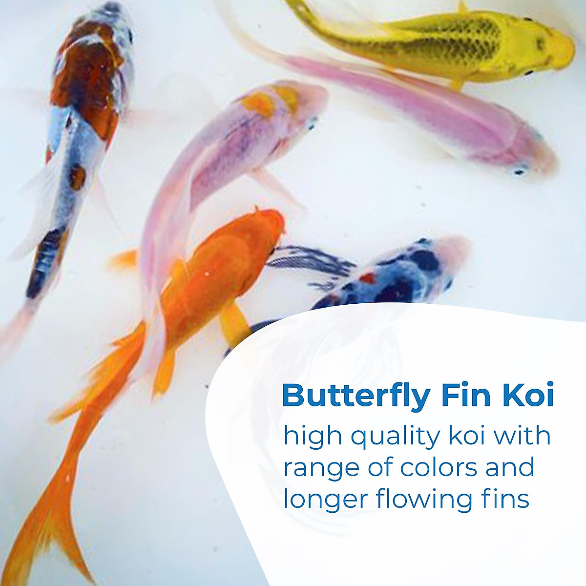 Toledo Goldfish Butterfly Fin Koi, Variety of Colors and Patterns - Perfect for Ponds or Aquariums - 3-4 Inches, 10 Count