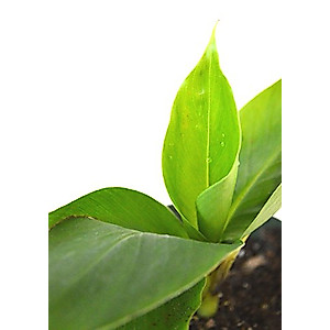 9Greenbox - Dwarf Banana Plant - 4" Pot - Live Plant