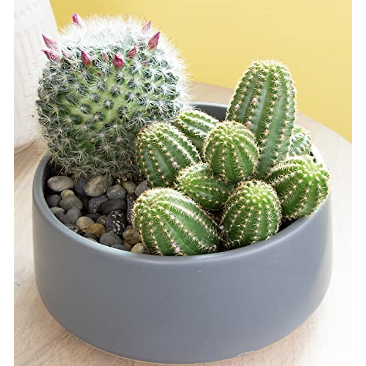 Altman Plants, Assorted Cactus Plants Live Plants (3PK), Cactus Plant Live Succulents Plants Live Cactus Decor, Indoor Plants Live House Plants in Cactus Soil, Live Cacti Plants Live Succulent Plants