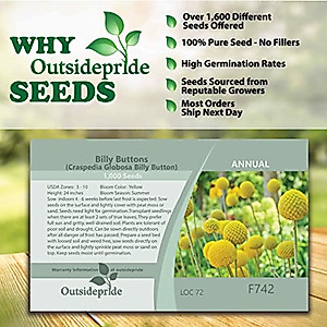 Outsidepride Craspedia Globosa Billy Button or Drumstick Garden Flower Seeds - 1000 Seeds