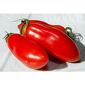 30+ Italian San Marzano Paste Tomato Seeds, Heirloom Non-GMO, Indeterminate, Open-Pollinated, Productive, Delicious, from USA