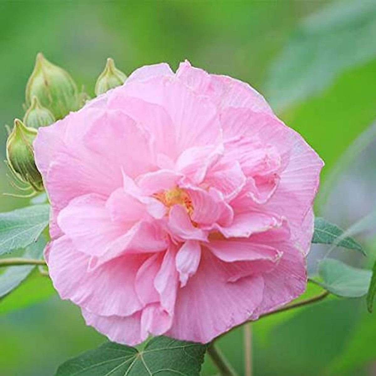 QAUZUY GARDEN 10 Confederate Rose Seeds Hibiscus Mutabilis Dixie Rosemallow Cotton Rose Rosemallow Seeds Striking Landscape Shrub Plant for Garden Home Decoration