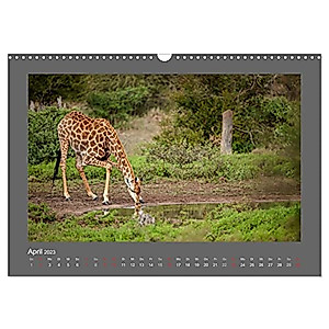 Twigas - Giraffen (Wandkalender 2023 DIN A3 quer), Calvendo 2023 monthly calendar