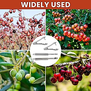 CALIDAKA Cherry Pitter Tool, 4PCS Stainless Steel Pitter Tool, Portable Cherry Remover Olives Pitter Tool, Kitchen Pitter for Cherry, Olives, Hawthorn, Red Date