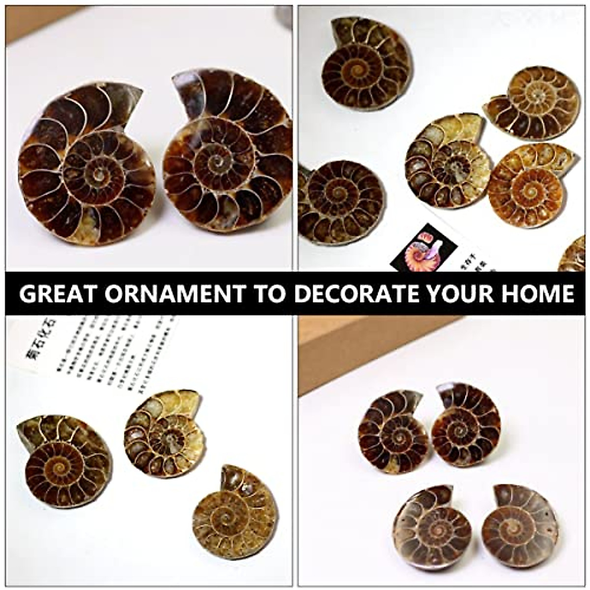 ULTECHNOVO 2pcs Ammonite Shell Fossil Madagascar Extinct Natural Stones Minerals Specimen for Basic Paleontology Biological Science Education Laboratory Supply
