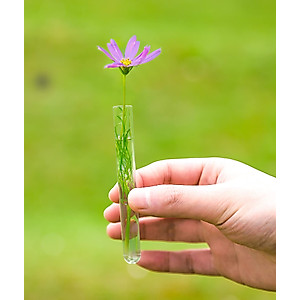 BTSD-home 16x100mm(13ml) Clear Plastic Test Tubes with Caps for Scientific Experiments, Halloween, Christmas, Scientific Themed Kids Birthday Party Supplies, Decorate the House, Candy Storage(50 Pack)