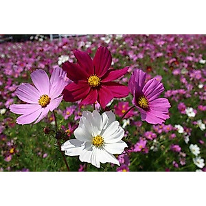 "Sensation Mix" Cosmos Flower Seeds for Planting, 100+ Seeds Per Packet, (Isla's Garden Seeds), Non GMO & Heirloom Seeds, Scientific Name: Cosmos bipinnatus, Great Home Flower Garden Gift