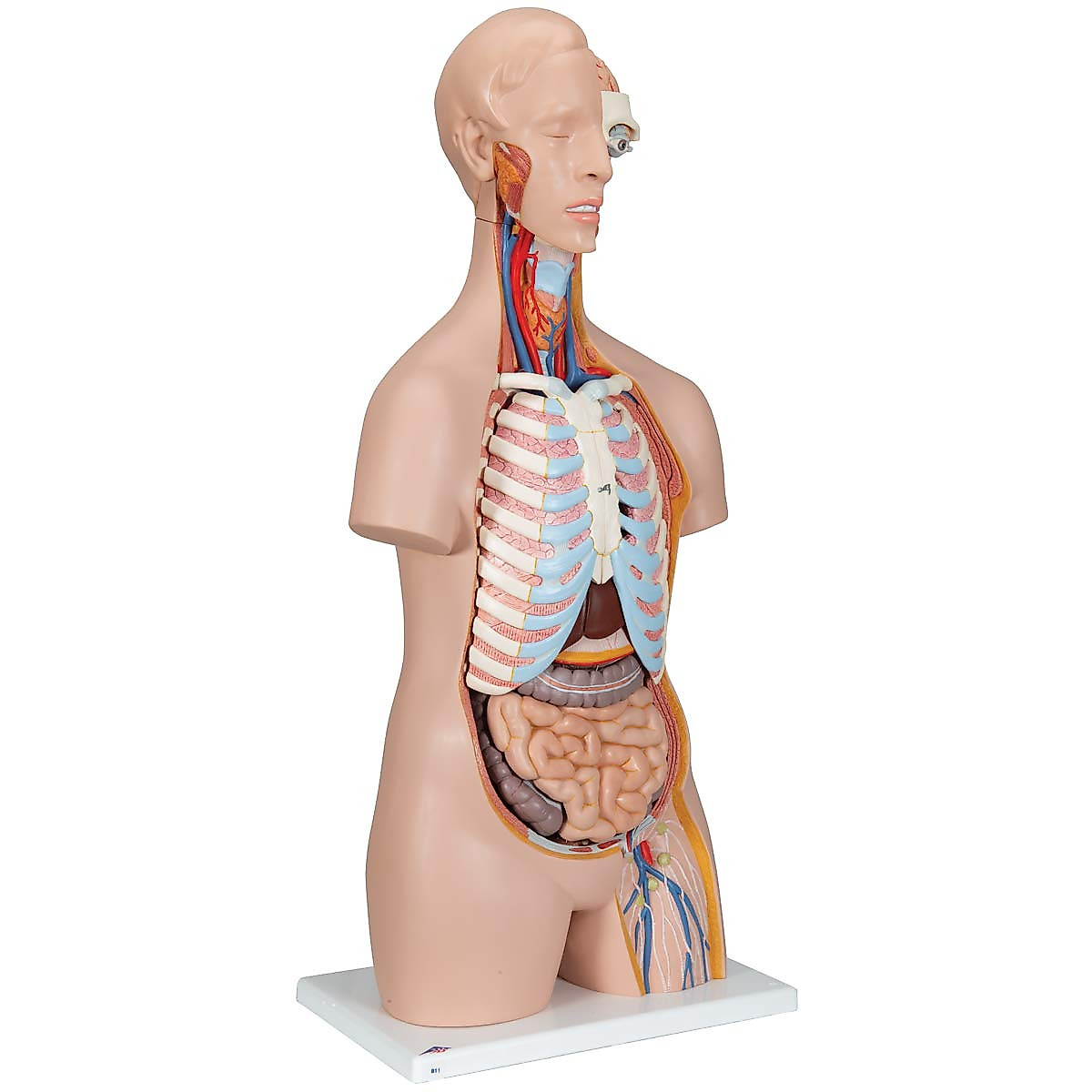 3B Scientific B11 Plastic 16 Part Classic Unisex Human Torso Model, 9.8" Length x 15" Width x 34.3" Height