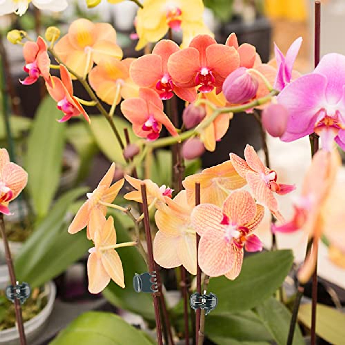 KINGLAKE Orchid Clips,Plant Support Clips,Garden Flower Vine Clips,100 Pcs Garden Cymbidium Clips to Keep Stems Vines Grow Upright,Dark Green