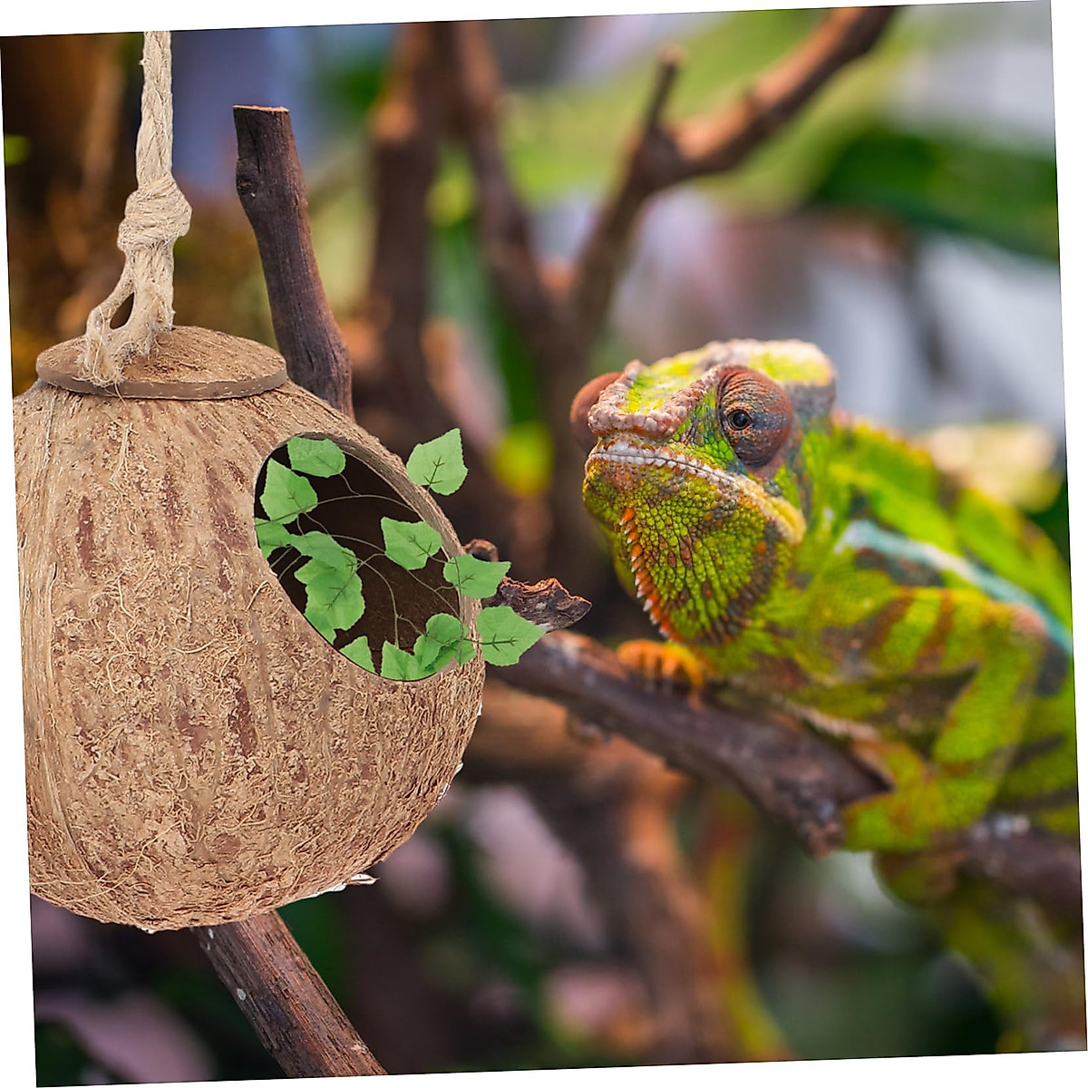 POPETPOP Natural Lizard Nest Kit 2-Piece Pet Villa Nest Vine Cozy Warm Bed for Small Reptiles Semi-Closed for Temperature Retention Pet Enthusiasts