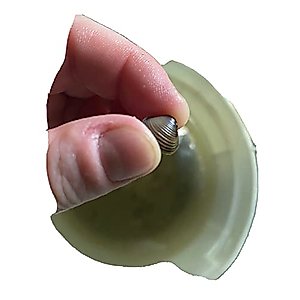 10 Baby Live Freshwater Clams: Perfect for Aquariums and Ponds Brown, Gold, Tan, Silver 1 Count (Pack of 10)