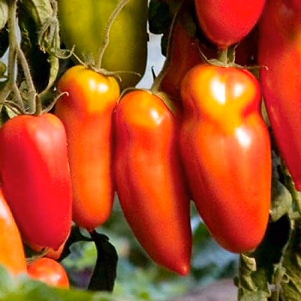 Unique Pepper-Look Tomato Vegetable Garden Seeds for Planting About 40 Seeds