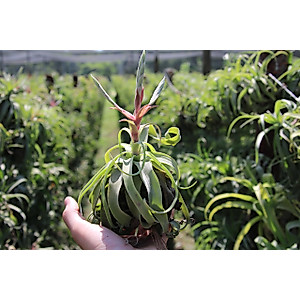 Medium Air Plants Streptophylla - Live Tillandsia Succulent House Plants - Available in Wholesale and Bulk - Home and Garden Decor - Easy Care Indoor and Outdoor Plants (Pack of 1)