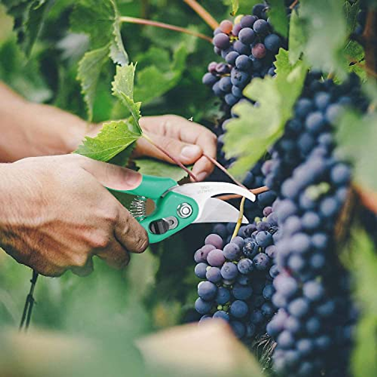 Madotree 8 inch Garden Pruning Shears,SK5 Blade Pruning Scissors,For Cutting Flowers, Trimming Plants, Bonsai and Fruits Picking