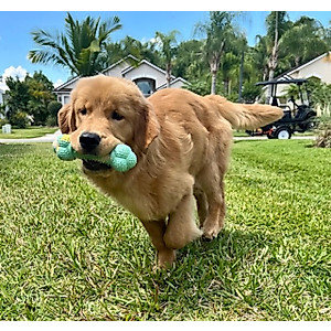 Nylabone Flavor Frenzy Puppy Chew - Puppy Chew Toys for Teething - Puppy Supplies - Peanut Butter & Banana Flavor, Medium/Wolf (1 Count)