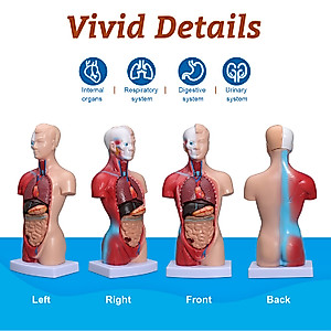 faruijie Human Anatomy Torso Model 10.5 Inch Anatomical Assembly Model of Human Organs 14 PCS Removable Organs School Medical Education Display with Detailed Installation Manual