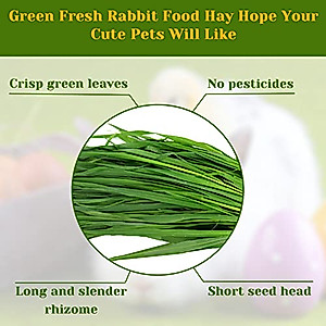Hamiledyi Natural Timothy Hay Rabbit Hay Feed Guinea Pig Premium Grass Hay Small Animal Pets Hay Food for Bunny Chinchillas Chipmunkas (2.2Ib