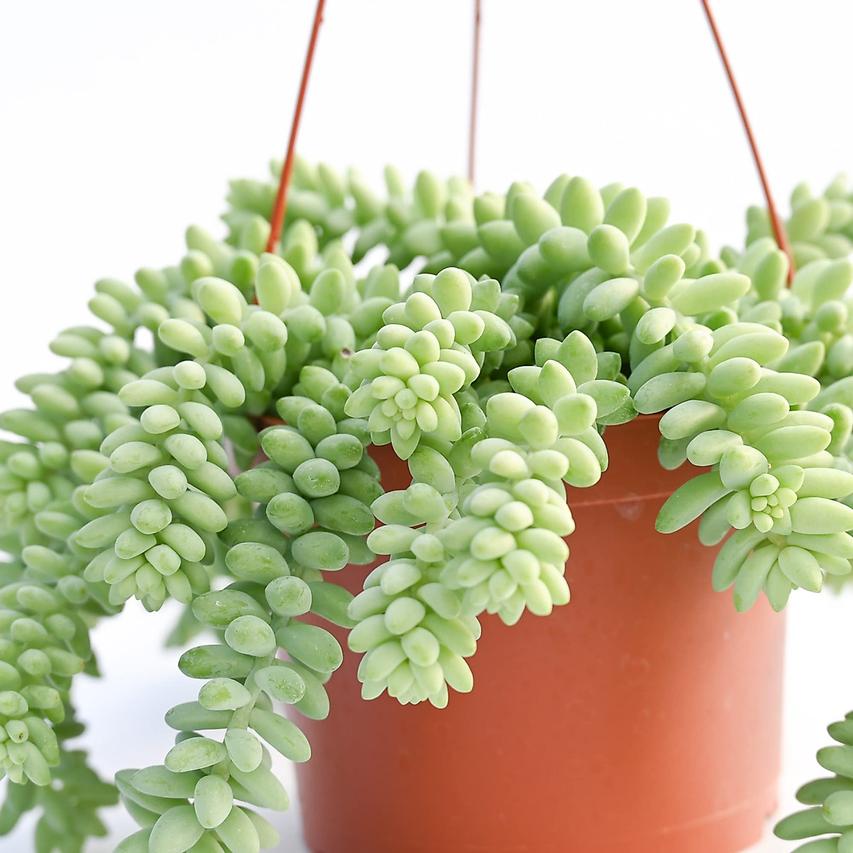 Live Hanging Succulent Plants – Vining Succulent Collection- Fully Rooted Large 6-Inch Hanging Succulent (String of Pearls) (Hanging Burro's Tail)