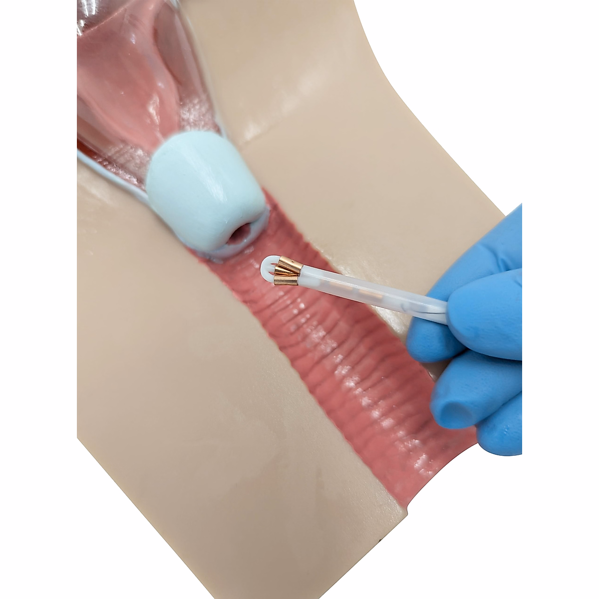 Anatomy Lab IUD Insertion Model I