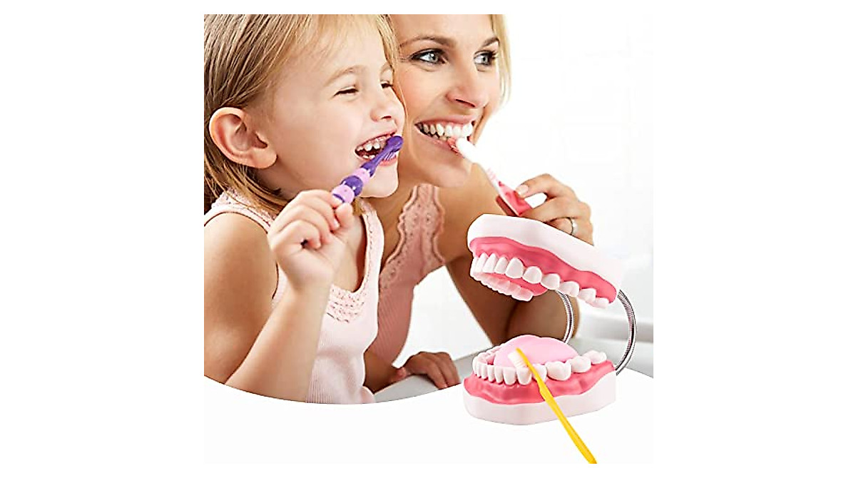 Ultrassist Mouth Model for Speech Therapy & Dental Teaching