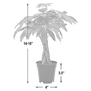 Money Tree Live Indoor Plant in 4 in. Plastic Grower Pot ***Cannot Ship to Hawaii***