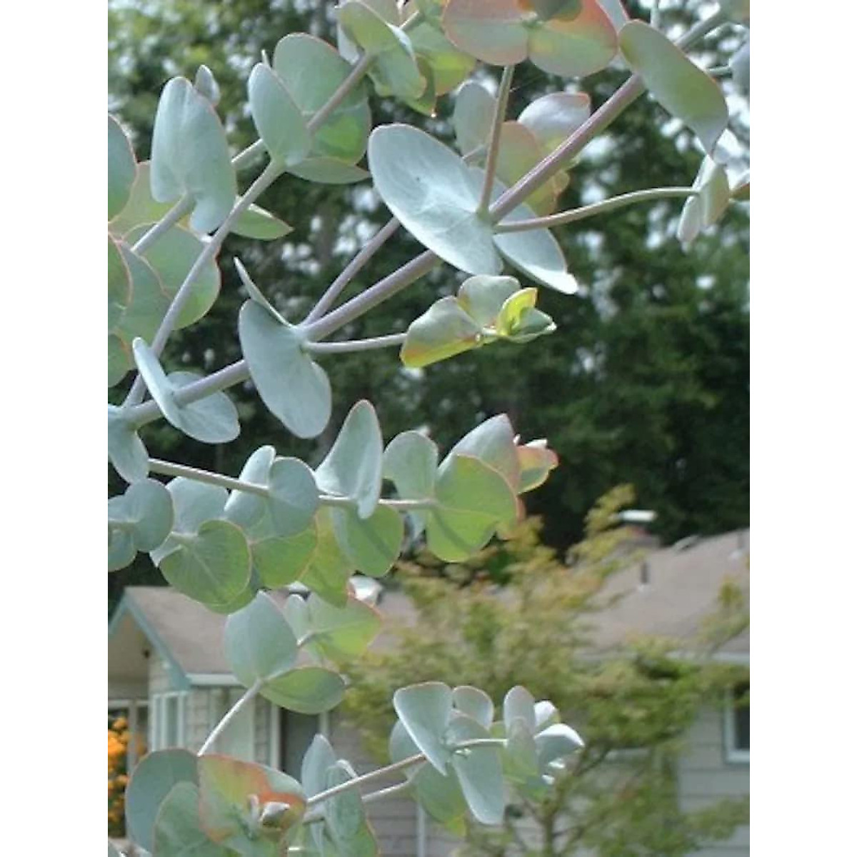 10 Baby Blue Seeds, Silver Leaved Mountain Gum, Powdered Gum, Mountain Silver Seeds - 10 Seeds (Eucalyptus pulverulenta) - Pack of 10 Rare and Viable Seeds - QO Seeds