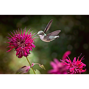 Ladybug Soap Company 5 Piece Set - Natural Travel Size Solid Perfume with Free Embroidered Cotton Bag - Phthalate Free - Rose Garden, Bee Balm, Violet Sandalwood, Gardenia, Tobacco White Santal