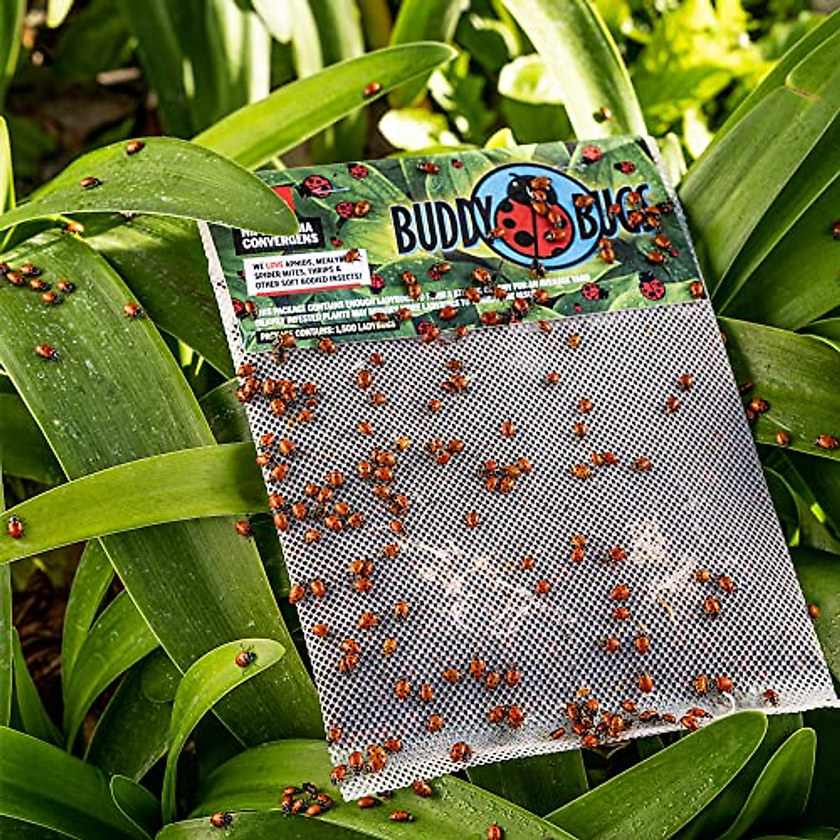 The Hydroponic City 3000 Pre-Fed Live Ladybugs | BuddyBugs | Hippodamia Convergens | Guaranteed Live Delivery | for Aphid Control and Other Insects + 2 THCity Stake