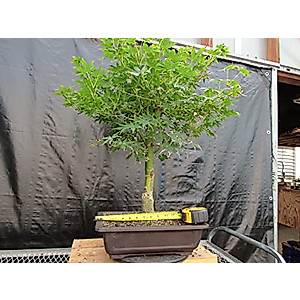 51 Year Old Golden Prosperity Japanese Maple Specimen Bonsai Tree