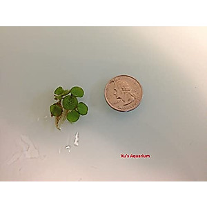 24 Water Spangles (Salvinia Minima), Live Aquarium/Aquatic/Floating/ Pond/Beginner Plant by G&Z