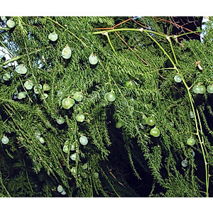 Fern Leaf Plumosus Asparagus Fern - 4" Pot - Easy to Grow - Great Houseplant